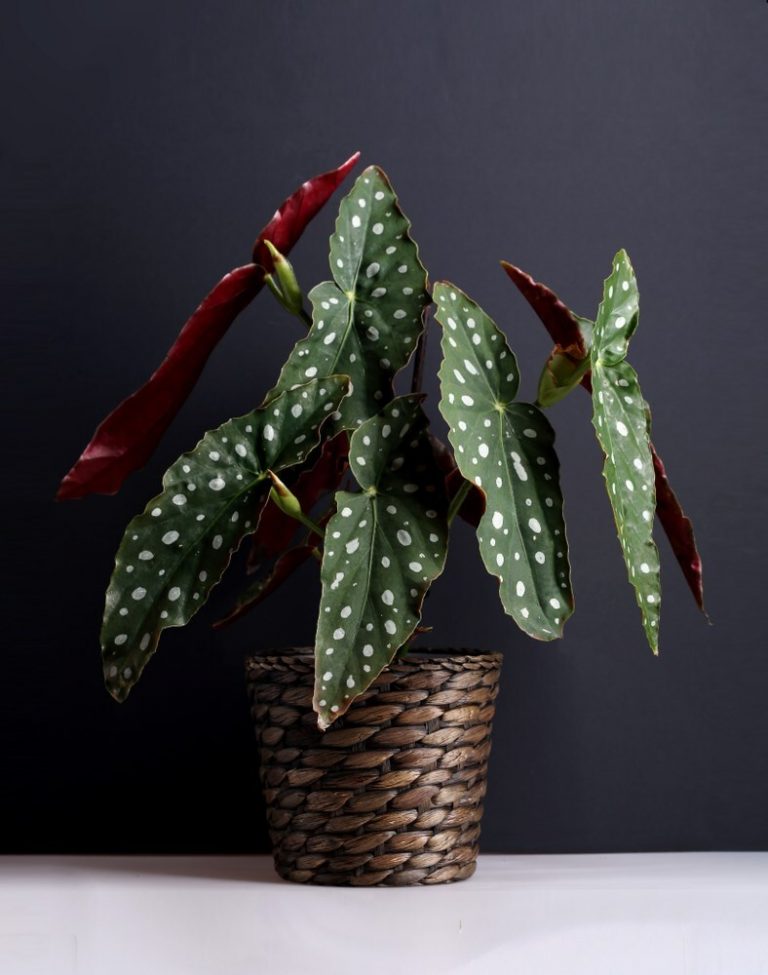 How to Care for Begonia Maculata (Polka Dot Plant) - Garden Crafted