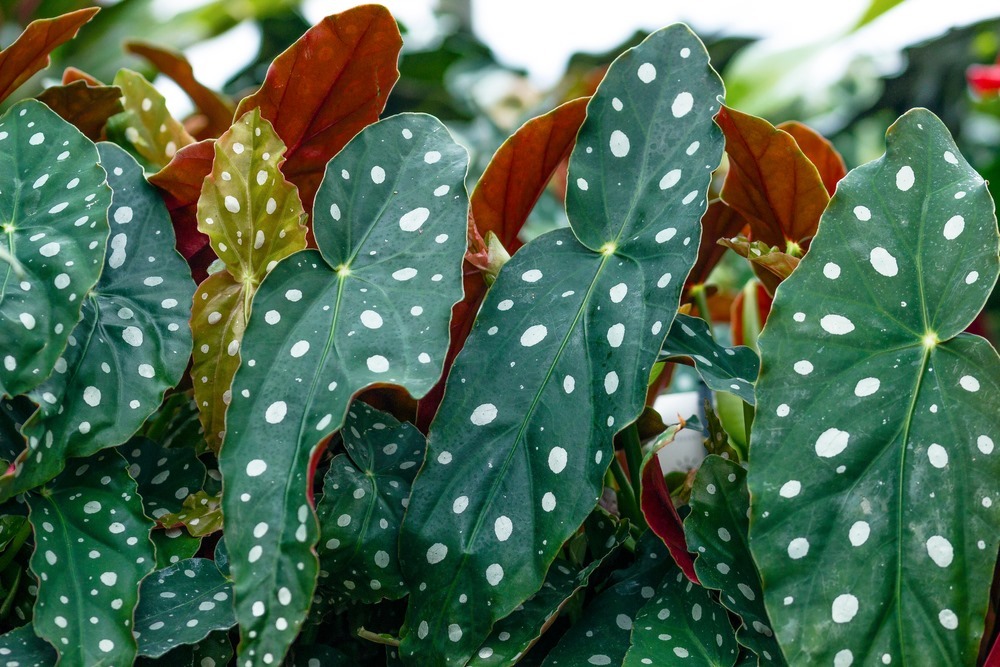 How to Care for Begonia Maculata (Polka Dot Plant) - Garden Crafted